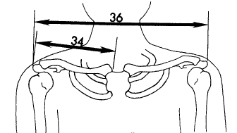 36 Biacromial Breadth